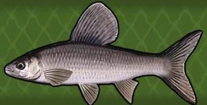 Purple Labeo | Fishing World Wiki | Fandom