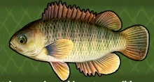 Climbing Perch | Fishing World Wiki | Fandom