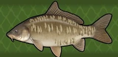 Mirror Carp | Fishing World Wiki | Fandom