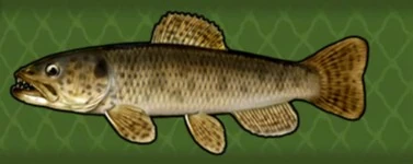 Traira | Fishing World Wiki | Fandom