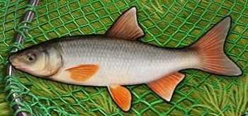 Common Nase | Fishing World Wiki | Fandom