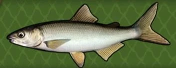 Houting | Fishing World Wiki | Fandom