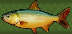 Sardinata | Fishing World Wiki | Fandom