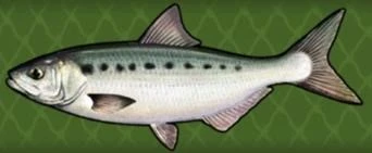 Allis Shad | Fishing World Wiki | Fandom