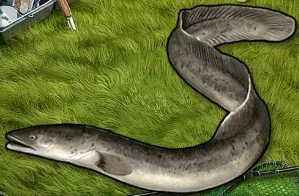 Longfin Eel | Fishing World Wiki | Fandom