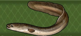 Indonesian Shortfin Eel | Fishing World Wiki | Fandom