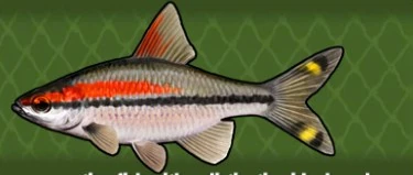 Puntius Barb | Fishing World Wiki | Fandom