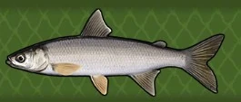 Lake Whitefish | Fishing World Wiki | Fandom