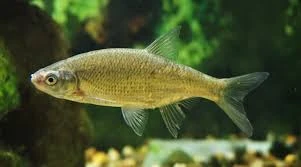 Golden Shiner | Fishing World Wiki | Fandom