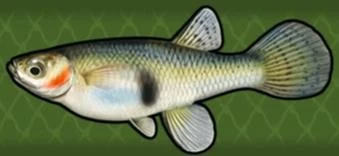 Mosquito Fish | Fishing World Wiki | Fandom