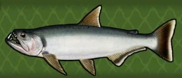 Payara | Fishing World Wiki | Fandom