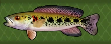 Jacunda | Fishing World Wiki | Fandom