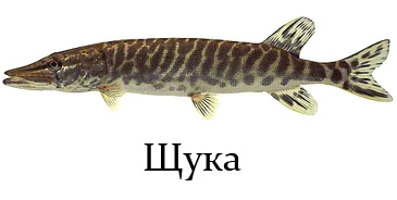 Щука | Всесвіт риболовлі | Fandom