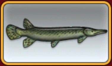 Fish List With Images | Fishing Paradise 3d Tour Guide Wikia | Fandom