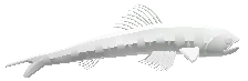 Sand Diver | Fishing Simulator Wiki | Fandom