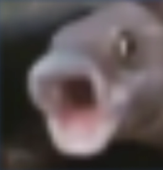 Fish Clans | Fish Keeping Wiki | Fandom