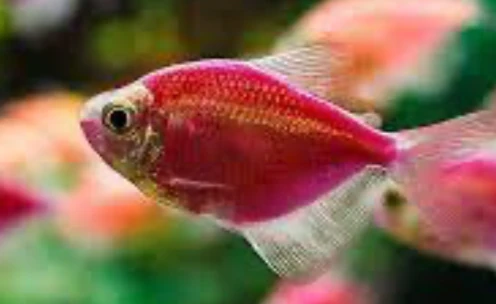 Tetra Glofish | Fishlovers Wiki | Fandom