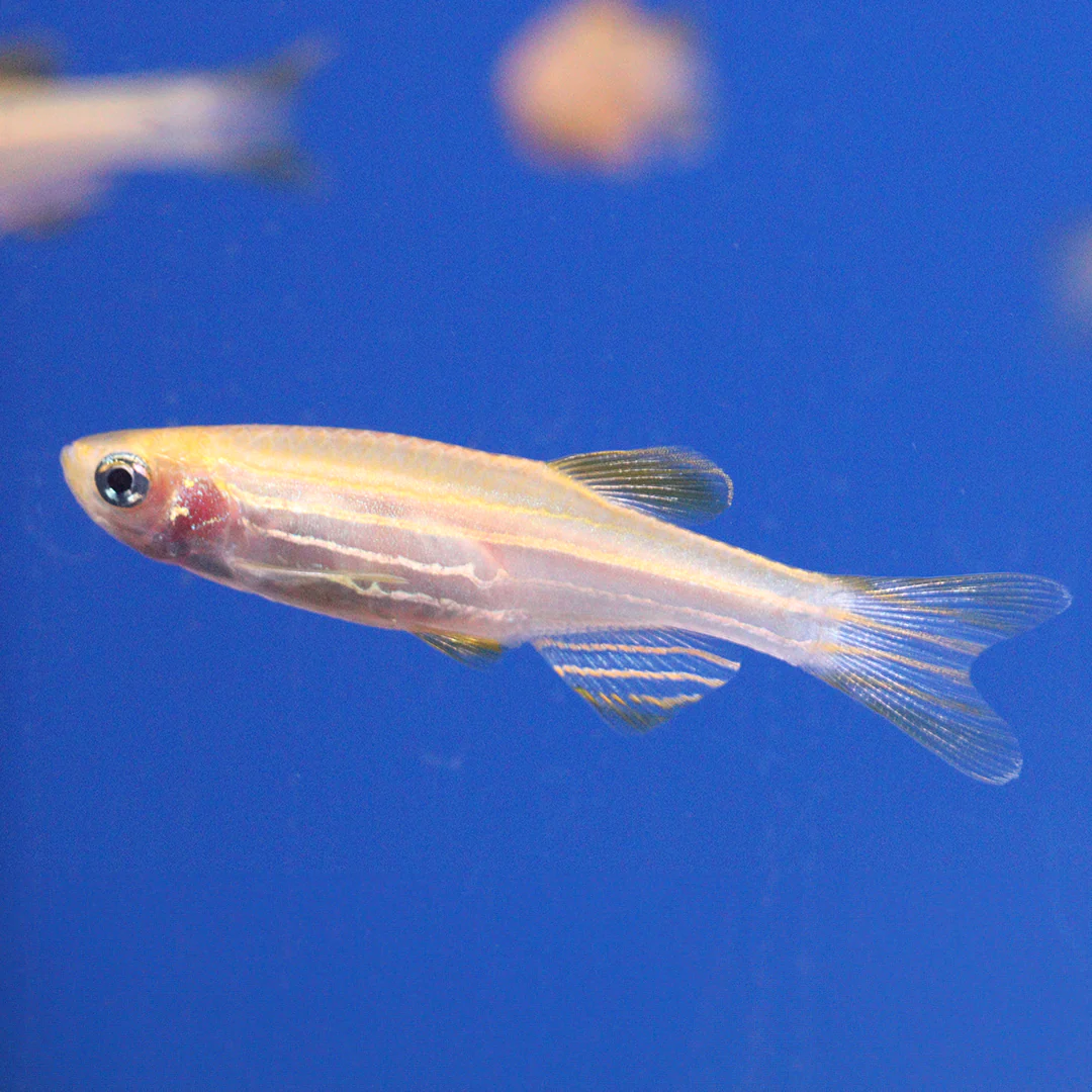 Gold Zebra Danio | Fish Wiki | Fandom