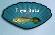 Tiger Beta | Fish Tycoon Wiki | Fandom