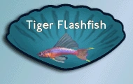 Tiger Flashfish | Fish Tycoon Wiki | Fandom