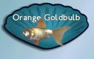 Orange Goldbulb | Fish Tycoon Wiki | Fandom