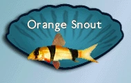 Orange Snout | Fish Tycoon Wiki | Fandom