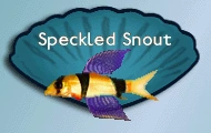 Speckled Snout | Fish Tycoon Wiki | Fandom