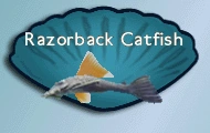 Razorback Catfish | Fish Tycoon Wiki | Fandom