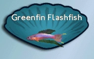 Greenfin Flashfish | Fish Tycoon Wiki | Fandom