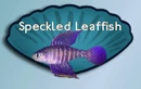 Magic Fishes | Fish Tycoon Wiki | Fandom