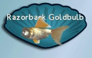 Razorback Goldbulb | Fish Tycoon Wiki | Fandom