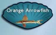 Orange | Fish Tycoon Wiki | Fandom