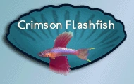 Crimson Flashfish | Fish Tycoon Wiki | Fandom