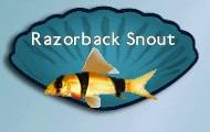 Razorback Snout | Fish Tycoon Wiki | Fandom