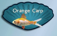Orange Carp | Fish Tycoon Wiki | Fandom
