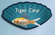 Tiger Carp | Fish Tycoon Wiki | Fandom