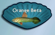 Orange Beta | Fish Tycoon Wiki | Fandom