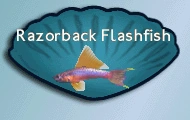 Razorback Flashfish | Fish Tycoon Wiki | Fandom