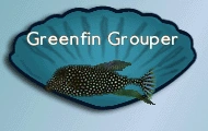 Greenfin Grouper | Fish Tycoon Wiki | Fandom