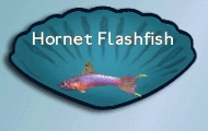 Hornet Flashfish | Fish Tycoon Wiki | Fandom