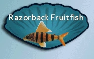 Razorback Fruitfish | Fish Tycoon Wiki | Fandom