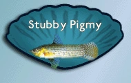 Stubby Pigmy | Fish Tycoon Wiki | Fandom
