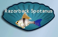 Razorback Spotanus | Fish Tycoon Wiki | Fandom
