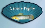 Pigmy | Fish Tycoon Wiki | Fandom