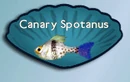 Spotanus | Fish Tycoon Wiki | Fandom
