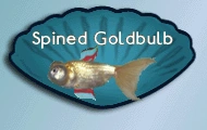 Spined Goldbulb | Fish Tycoon Wiki | Fandom