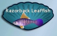 Razorback Leaffish | Fish Tycoon Wiki | Fandom