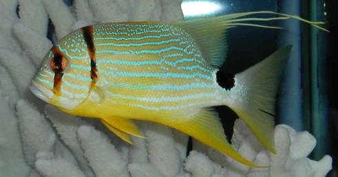 Hifin Snapper | FishVille Wiki | Fandom