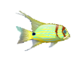 Hifin Snapper | FishVille Wiki | Fandom