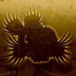 Crescent Cone Fish | Fish Wrangler Wiki | Fandom